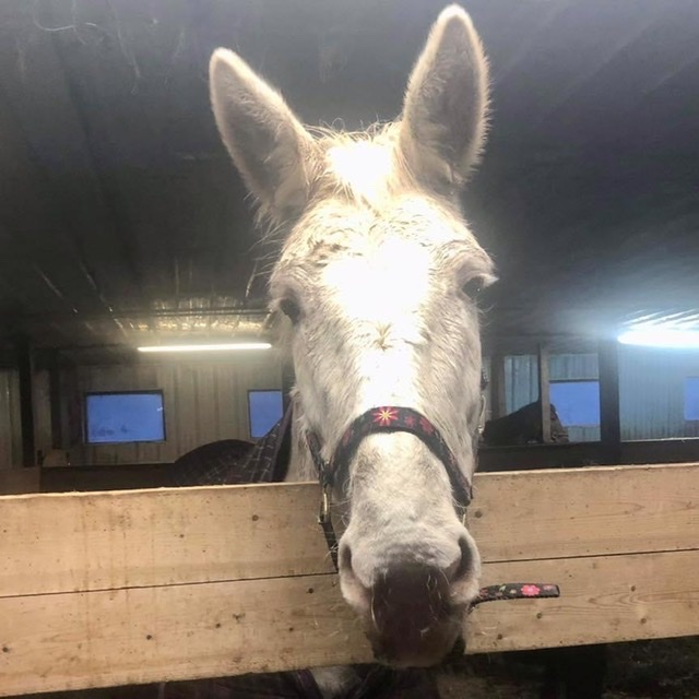 Rosemary Farm Sanctuary - Help Name our white mule!