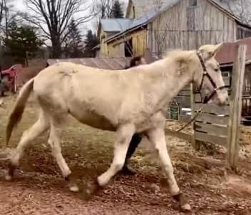 Rosemary Farm Sanctuary - Help Name our white mule!