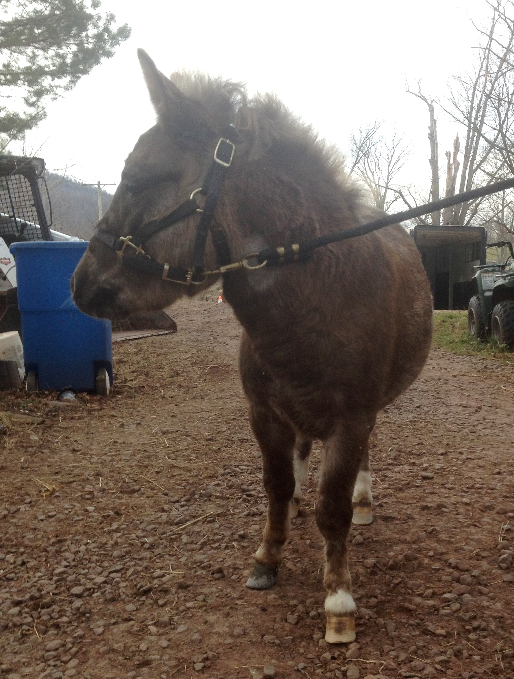 Rosemary Farm Sanctuary - Help Name the Mini-Mule!